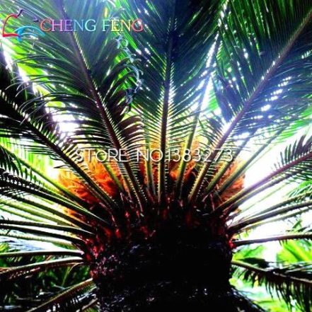 100pcs Cycas Jardin Variety Seeds - BuyingSeed.com - Free Shipping - Up ...