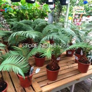 100pcs Cycas Jardin Variety Seeds - BuyingSeed.com - Free Shipping - Up ...