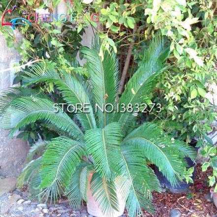100pcs Cycas Jardin Variety Seeds - BuyingSeed.com - Free Shipping - Up ...