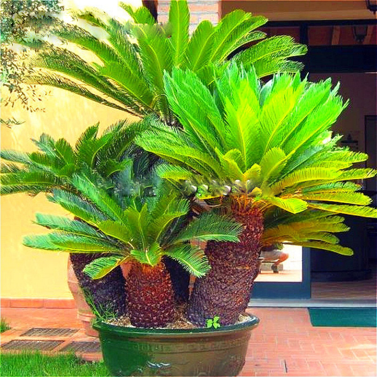 100pcs Cycas Jardin Variety Seeds - BuyingSeed.com - Free Shipping - Up ...
