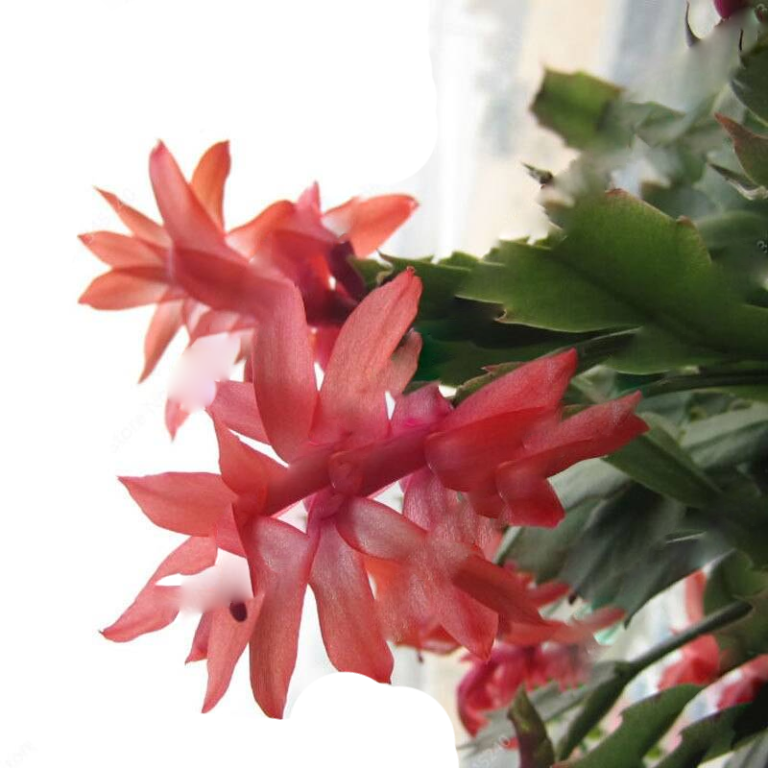 200 Pcs Zygocactus Truncatus Multi-colored Schlumbergera Orchid Seeds ...