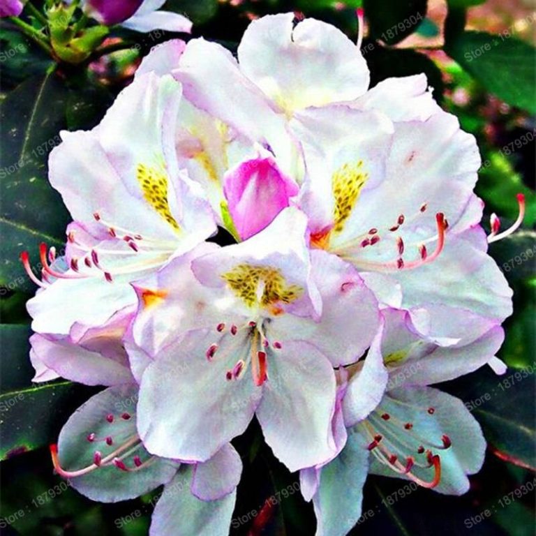 Rhododendron 200pcs Seeds - BuyingSeed.com - Free Shipping - Up to 70% OFF