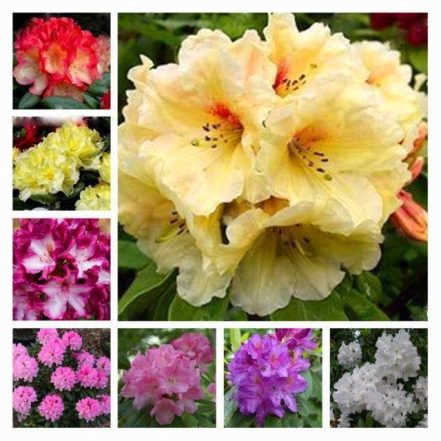 Rhododendron 200pcs Seeds - BuyingSeed.com - Free Shipping - Up to 70% OFF