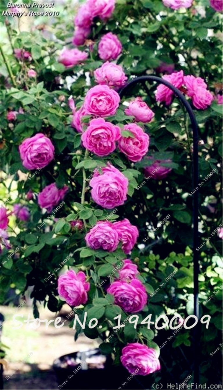 50 Pcs Climbing Roses Flower Seedling Mix-color - BuyingSeed.com - Free ...