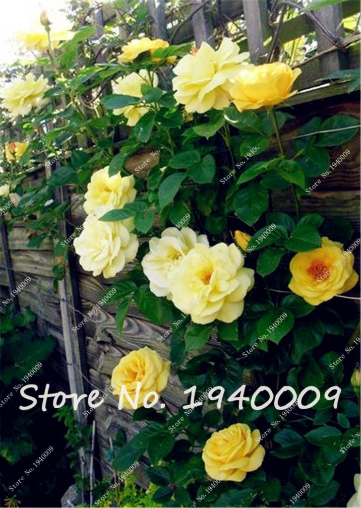 50 Pcs Climbing Roses Flower Seedling Mix-color - BuyingSeed.com - Free ...