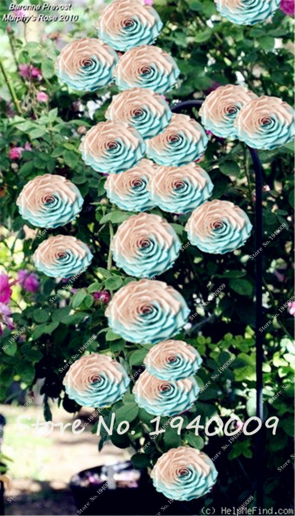 50 Pcs Climbing Roses Flower Seedling Mix-color - BuyingSeed.com - Free ...