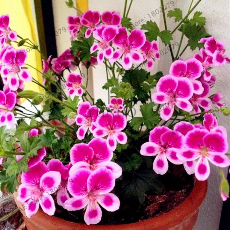 Mixed Pcs Geranium Flores Variegated Seeds - BuyingSeed.com - Free ...