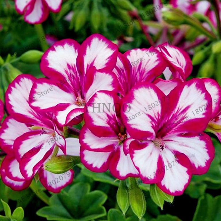 Mixed Pcs Geranium Flores Variegated Seeds - BuyingSeed.com - Free ...