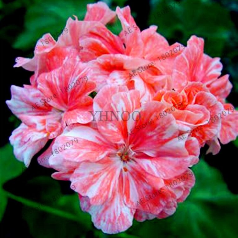 Mixed Pcs Geranium Flores Variegated Seeds - BuyingSeed.com - Free ...