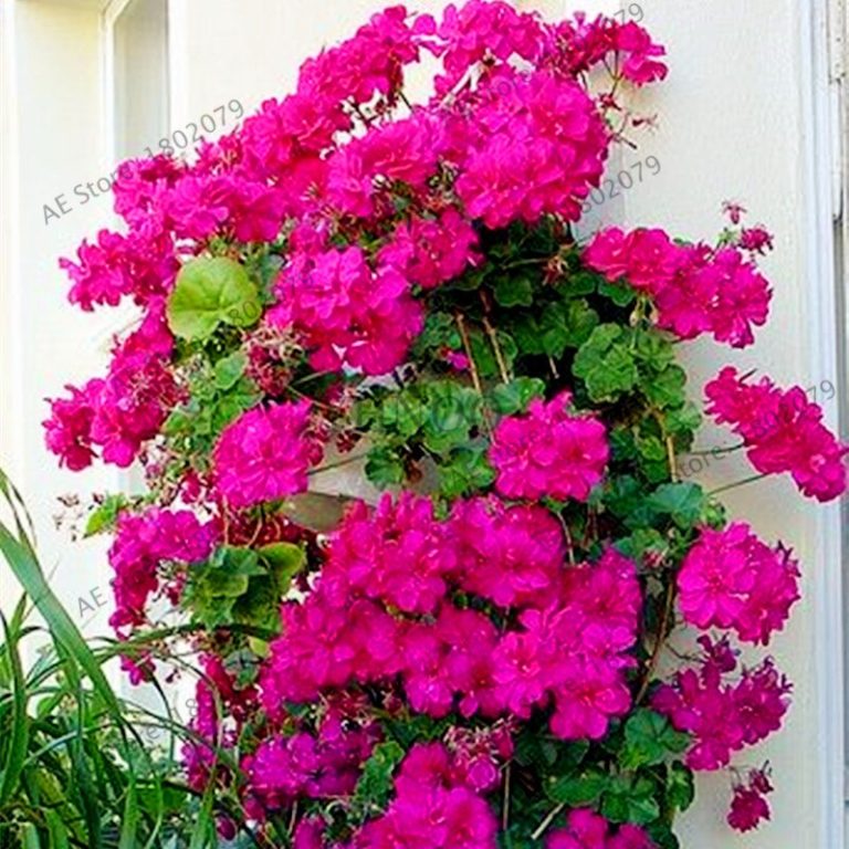 Mixed Pcs Geranium Flores Variegated Seeds - BuyingSeed.com - Free ...