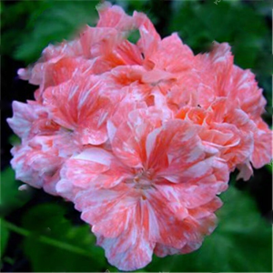 50 Pcs Blue Geranium Elegant Mix-color Seeds - BuyingSeed.com - Free ...