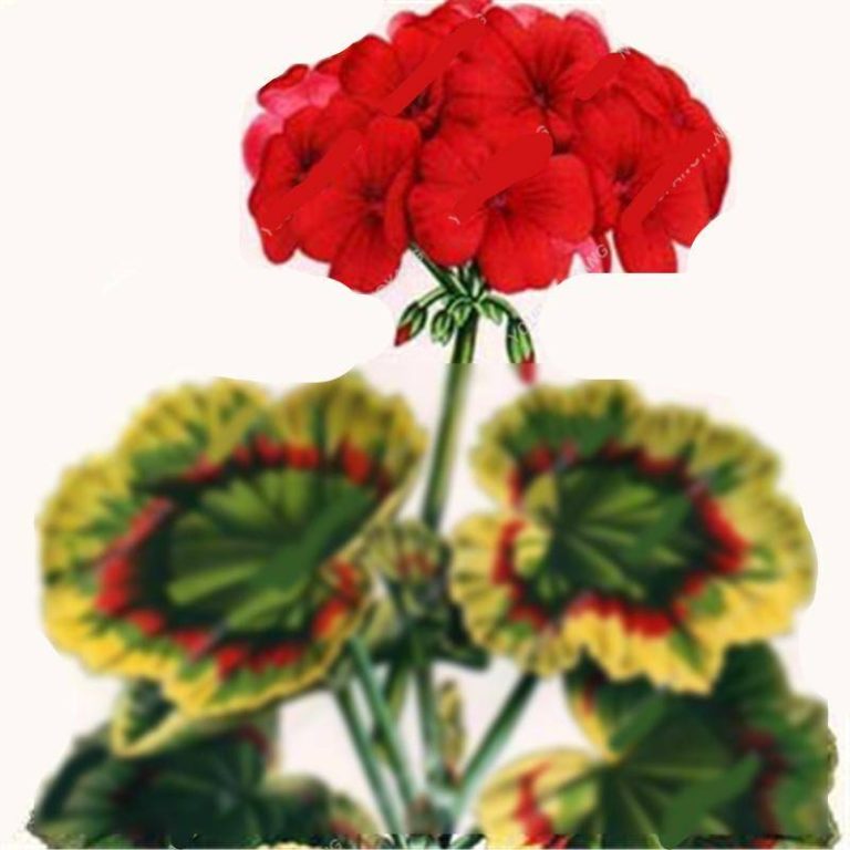 50 Pcs Blue Geranium Elegant Mix-color Seeds - BuyingSeed.com - Free ...