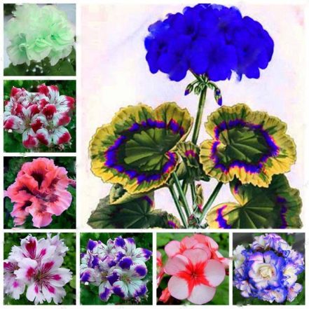 50 Pcs Blue Geranium Elegant Mix-color Seeds - BuyingSeed.com - Free ...