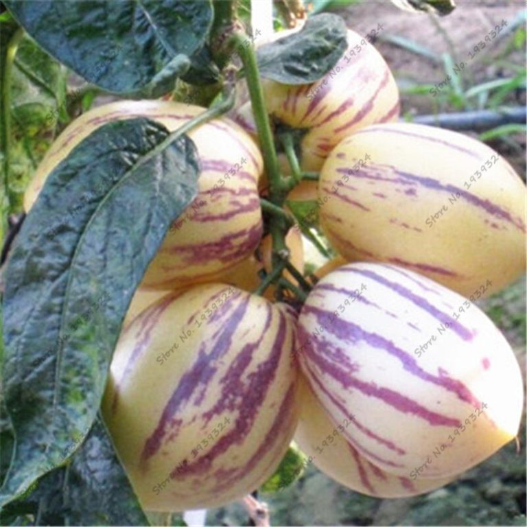100 Pcs Mini Sweet Melon Egg Southern United Seeds - BuyingSeed.com ...