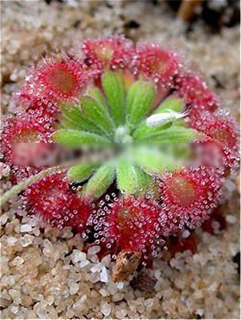 100 Pcs Drosera Peltata Carnivorous Sundew Seeds - BuyingSeed.com ...