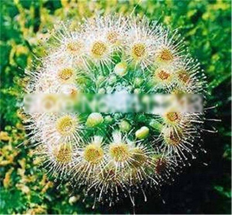 100 Pcs Drosera Peltata Carnivorous Sundew Seeds - BuyingSeed.com ...
