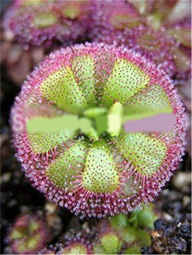 100 Pcs Drosera Peltata Carnivorous Sundew Seeds - BuyingSeed.com ...