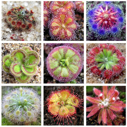 100 Pcs Drosera Peltata Carnivorous Sundew Seeds - BuyingSeed.com ...
