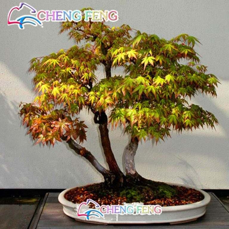 20pcs Purple Maple Seeds - BuyingSeed.com - Free Shipping - Up to 70% OFF