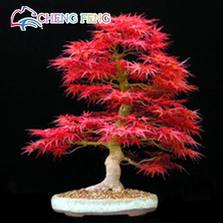 20pcs Purple Maple Seeds - BuyingSeed.com - Free Shipping - Up to 70% OFF