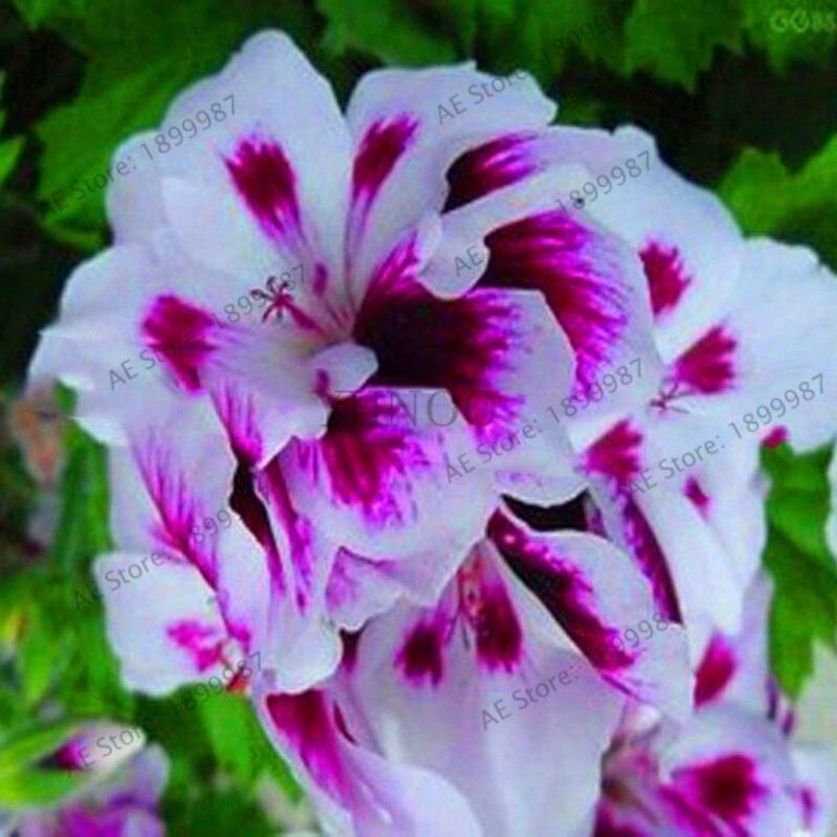 Geranium Appleblossom Rosebud Pelargonium Seeds - BuyingSeed.com - Free ...