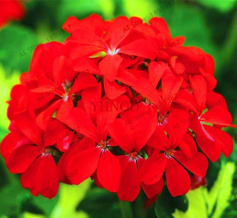 Geranium Appleblossom Rosebud Pelargonium Seeds - BuyingSeed.com - Free ...