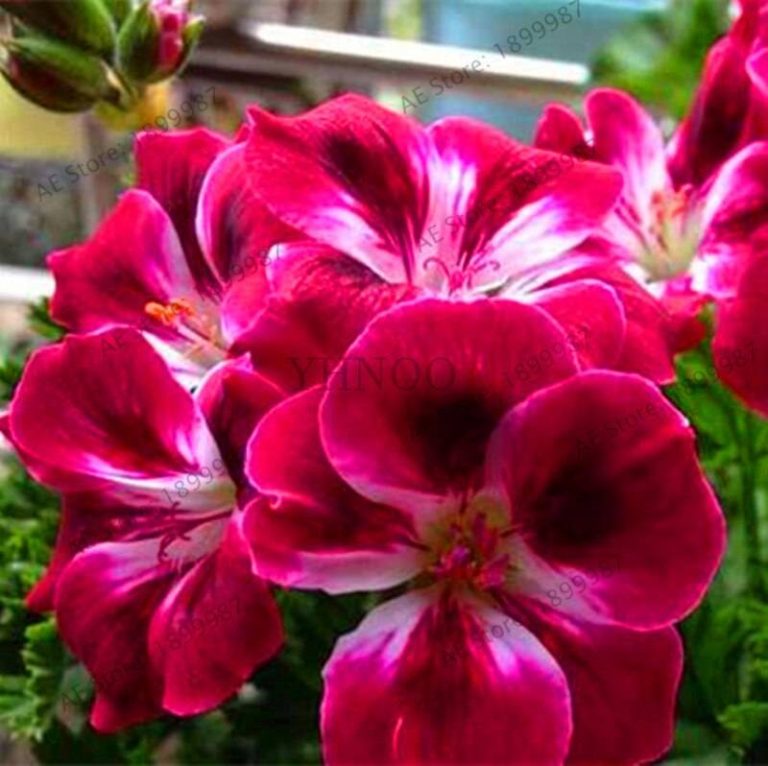 Geranium Appleblossom Rosebud Pelargonium Seeds - BuyingSeed.com - Free ...