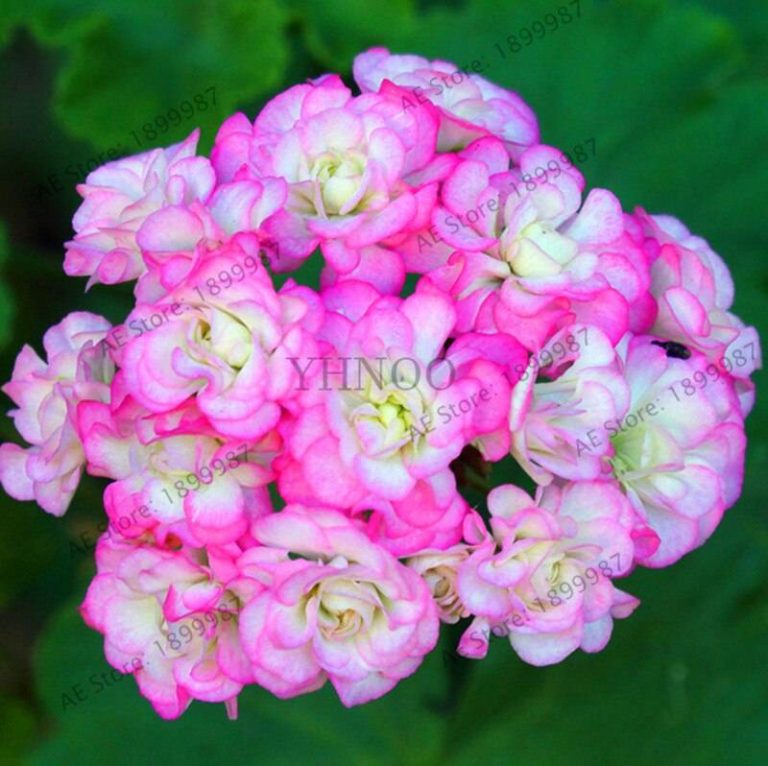 Geranium Appleblossom Rosebud Pelargonium Seeds - BuyingSeed.com - Free ...