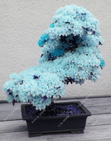 10 Pcs Sky Blue Sakura Bonsai Flower Cherry Blossoms Blossom Tree Seeds ...