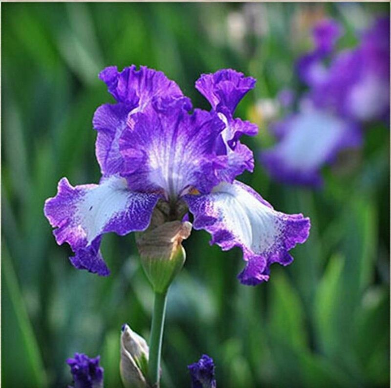 100 Orchid Mixed Iris Orchids Bonsai Seeds - BuyingSeed.com - Free ...