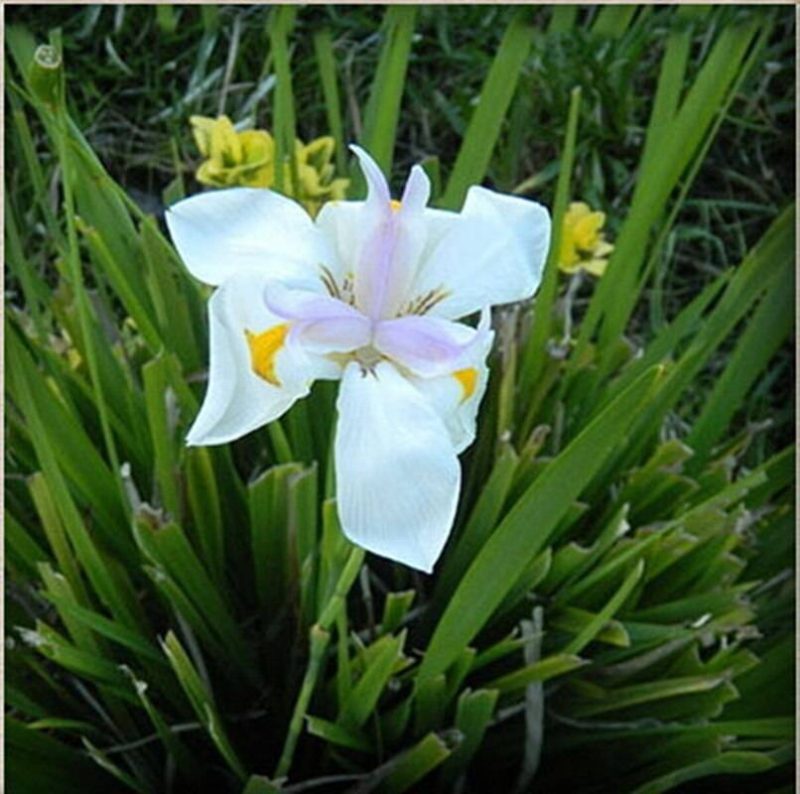 100 Orchid Mixed Iris Orchids Bonsai Seeds - BuyingSeed.com - Free ...