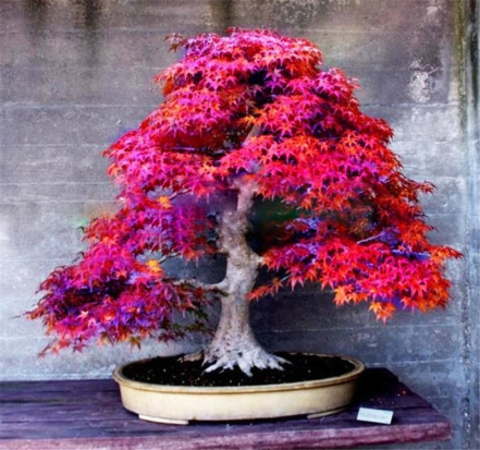 30 Pcs Maple Tree Bonsai Blue Japanese Seeds - BuyingSeed.com - Free ...