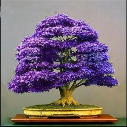 30 Pcs Maple Tree Bonsai Blue Japanese Seeds - BuyingSeed.com - Free ...