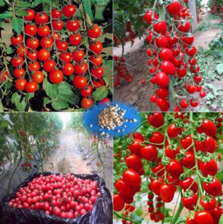 100pcs Climbing Tomato Edible Vegetable Food Seeds - BuyingSeed.com ...