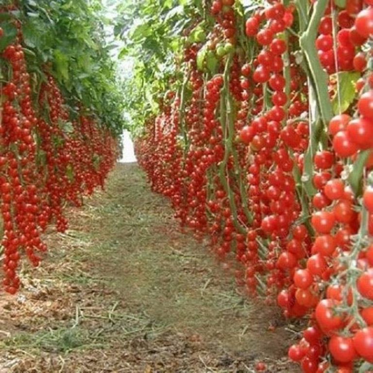 100pcs Climbing Tomato Edible Vegetable Food Seeds - BuyingSeed.com ...