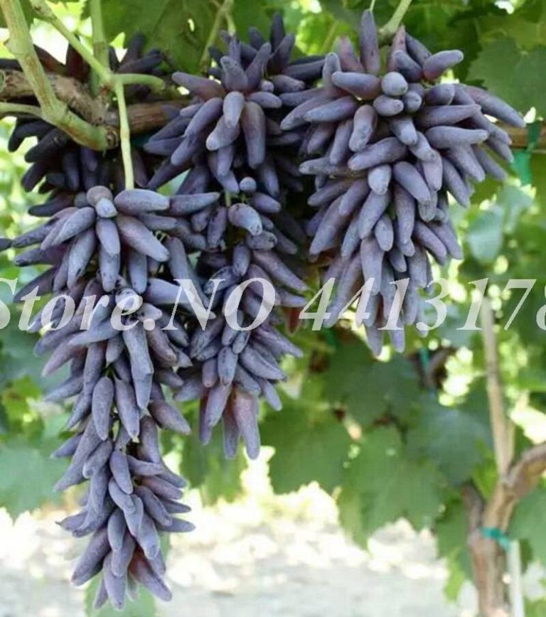 40 Pcs Bag Dwarf Black Grapes Japanese Heirloom Juicy Succulent ...