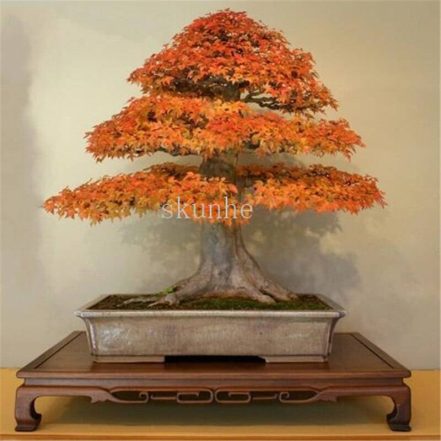Japanese Ghost Blue Maple Bonsai Tree 20 Pcs Seeds - BuyingSeed.com ...