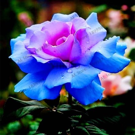 200 Pcs Holland Rainbow Rose Flower Bonsai 24 Color Flores Seeds ...