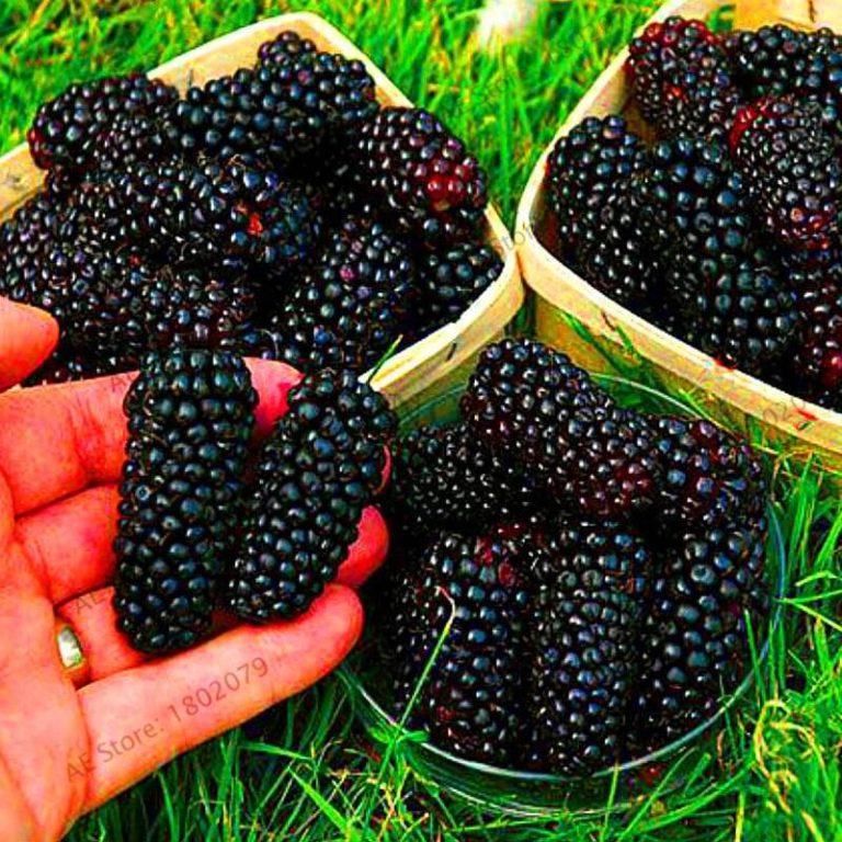 200Pcs Mulberry Seeds - BuyingSeed.com - Free Shipping - Up to 70% OFF