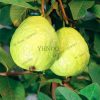 100Pcs Guava Seeds - BuyingSeed.com - Free Shipping - Up to 70% OFF