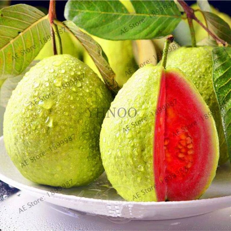 100Pcs Guava Seeds - BuyingSeed.com - Free Shipping - Up to 70% OFF