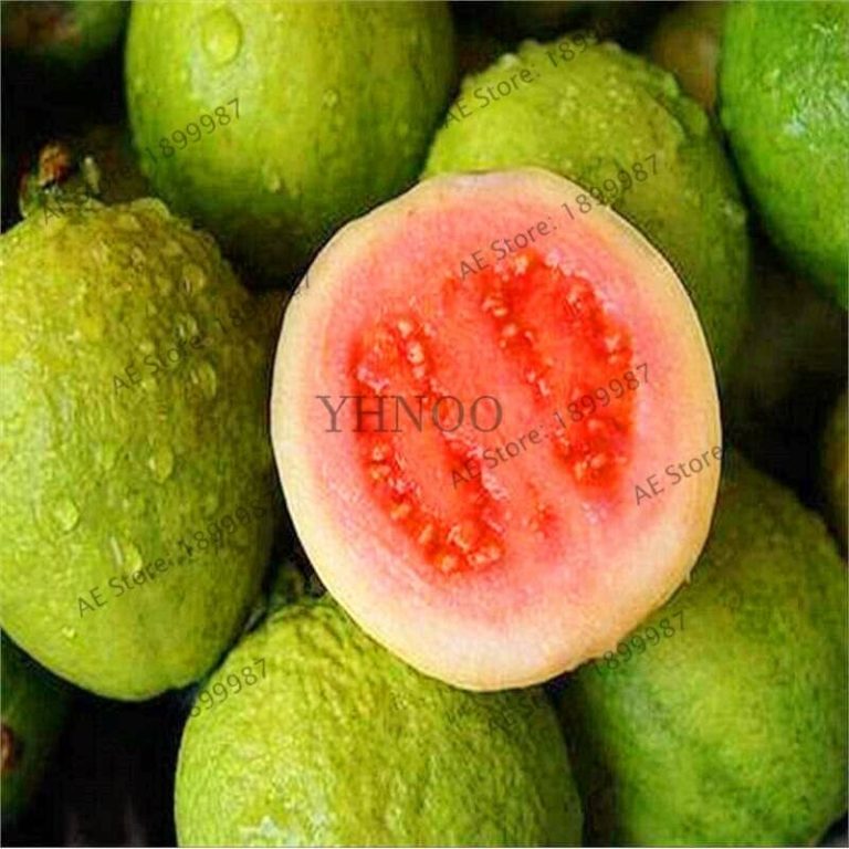 100Pcs Guava Seeds - BuyingSeed.com - Free Shipping - Up to 70% OFF