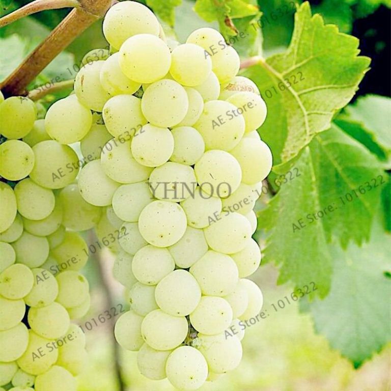 Grape Seeds 50Pcs - BuyingSeed.com - Free Shipping - Up to 70% OFF