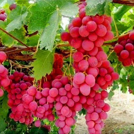 Grape Seeds 50Pcs - BuyingSeed.com - Free Shipping - Up to 70% OFF