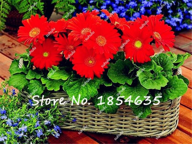 120pcs Gerbera Daisy Seeds - BuyingSeed.com - Free Shipping - Up to 70% OFF